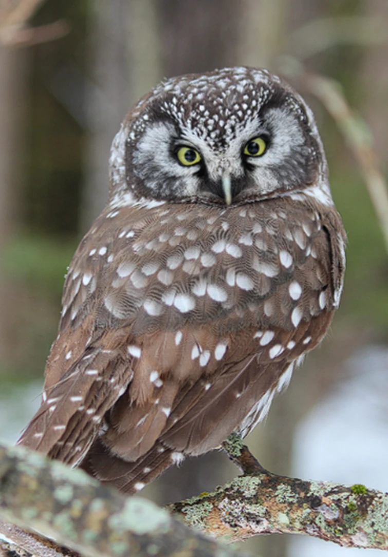 cos creatures irl (VERY diverse) | Fandom