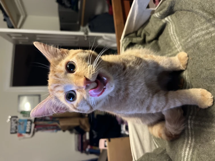 psst post images of cats they can be your cat or some random cat on the ...