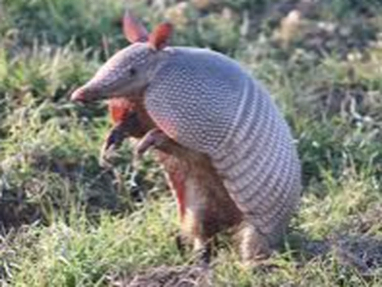 Thank you for subscribing to armadillo facts! | Fandom