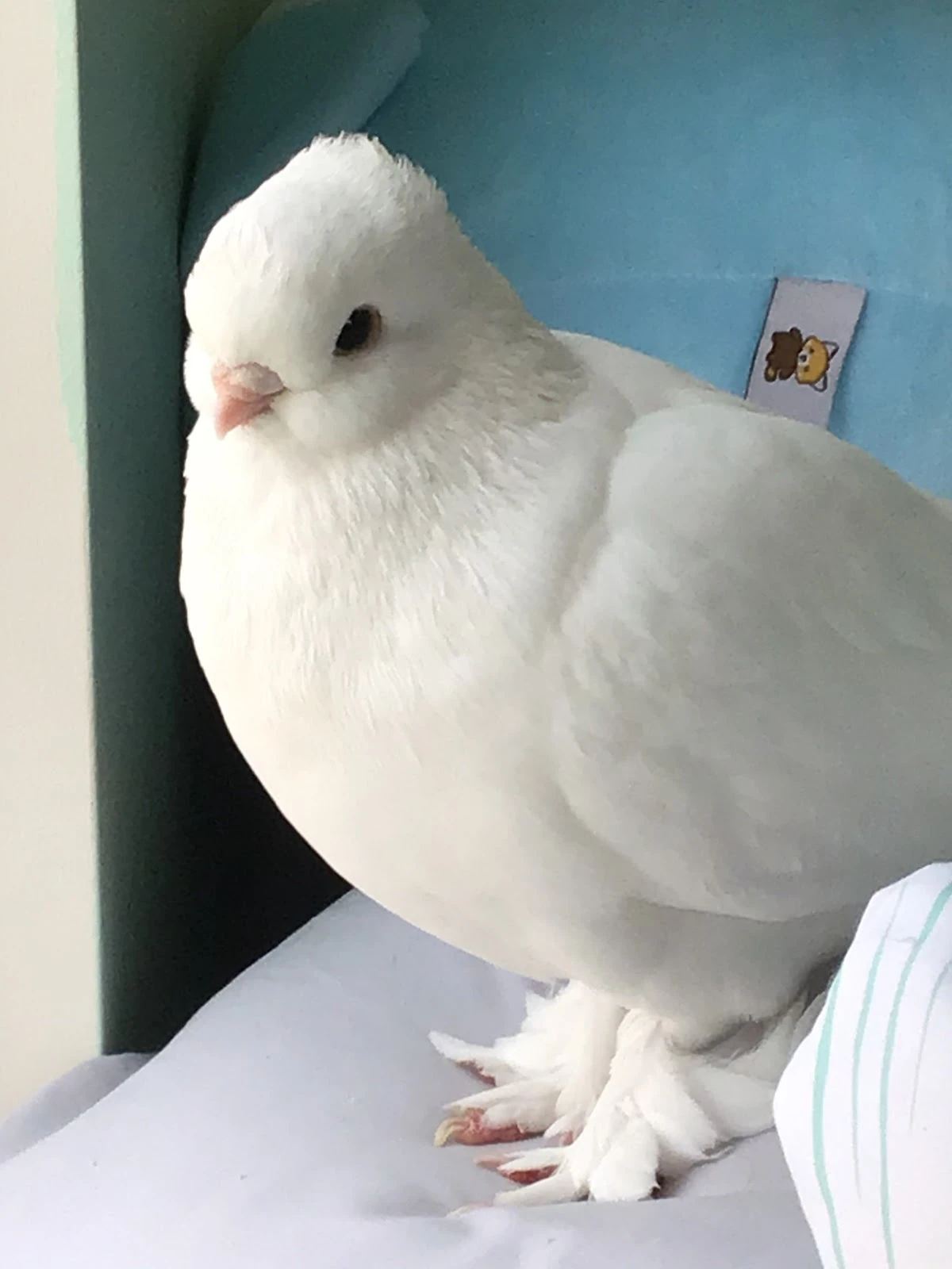 What are your favorite animals? | Fandom