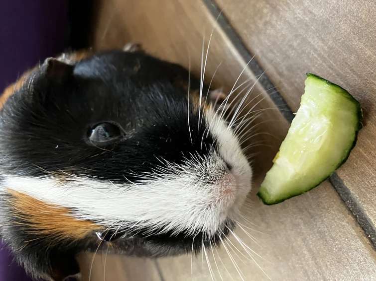 Who wants to be part of the unpopular pet club? | Fandom