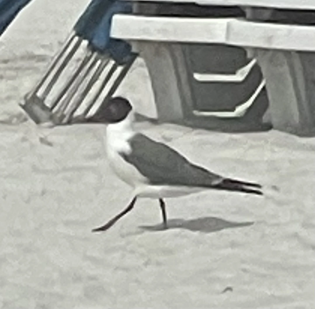 Seagull birds are so goofy and cute :))) they’re fun to watch walk ...