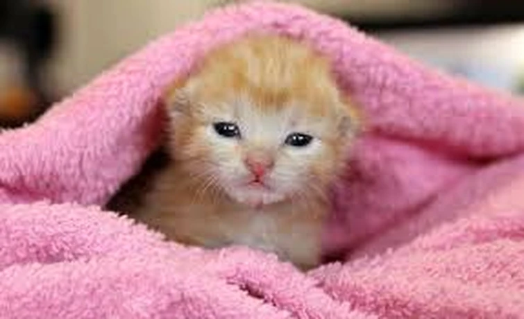 free cute cat pictures (in case of unpleasant events) | Fandom