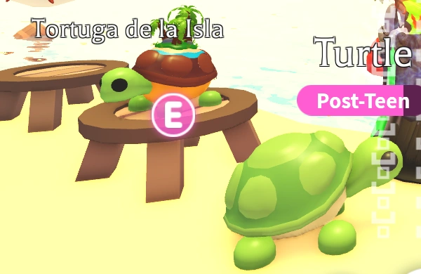 how a turtle compares to a turtle | Fandom