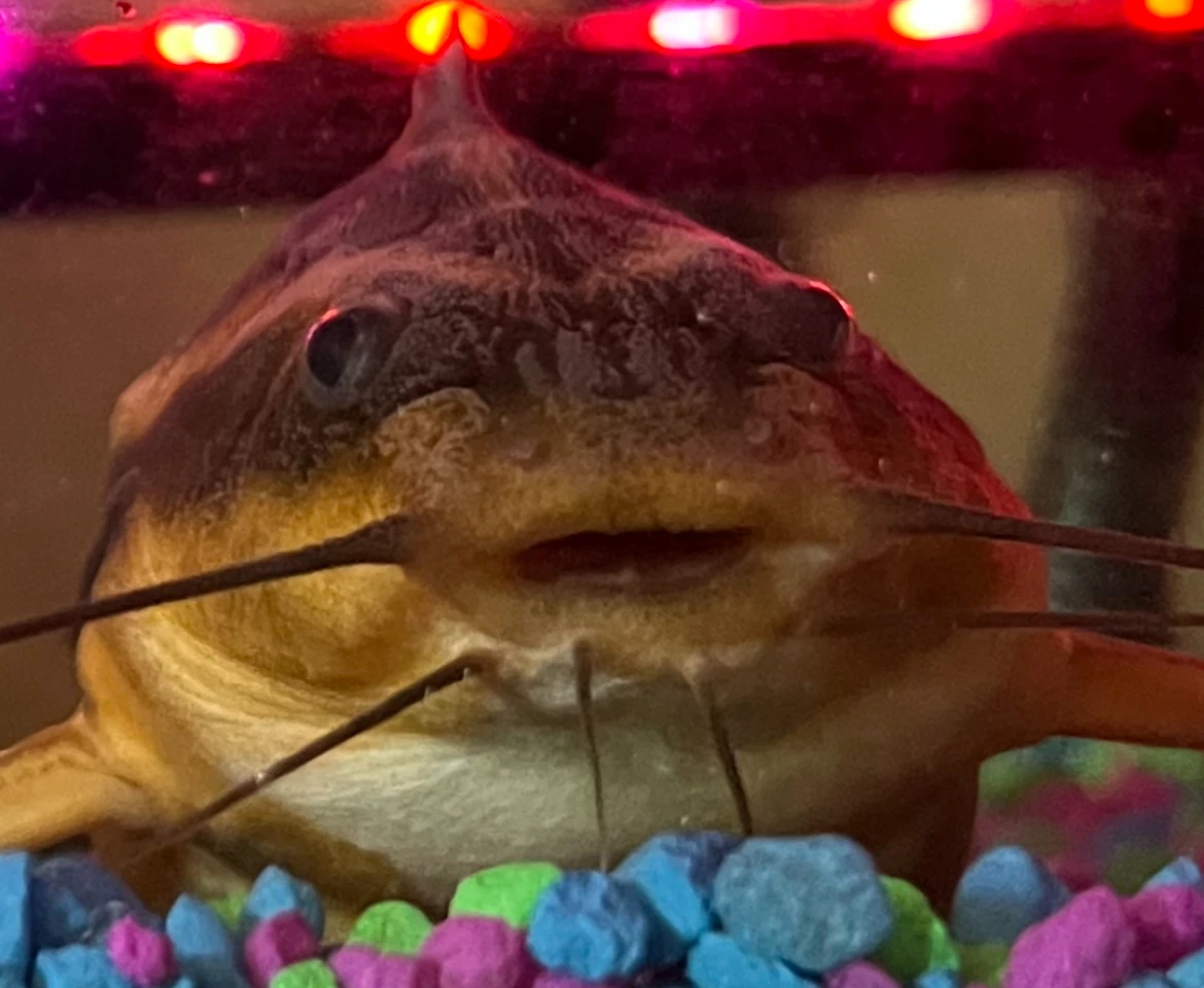 Catfish wears | Fandom