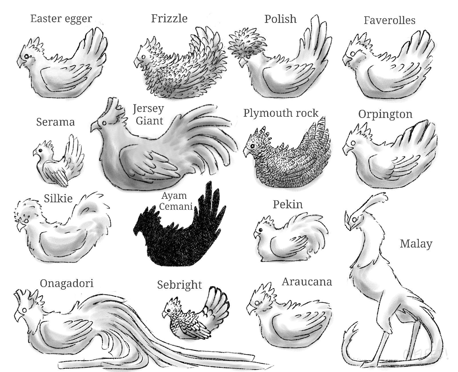 Fyluf as chickens (and a khiku) | Fandom