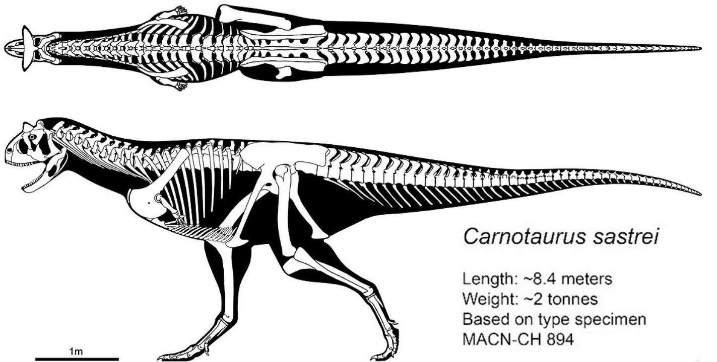 Carnotaurus dorsal view, skeletal, length and mass by Scott Hartman ...