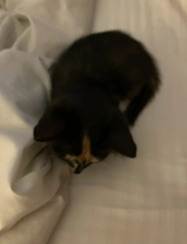 Small ahh cat | Fandom