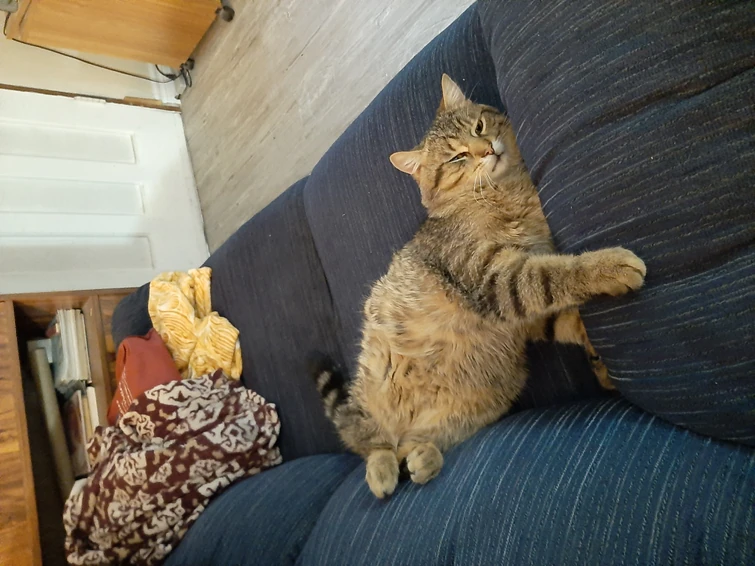 Daily Cat Image #426 | Fandom