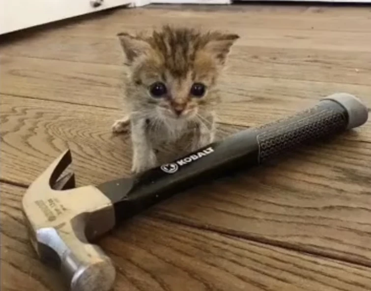 Putting wof characters in skrunkly cat photos | Fandom