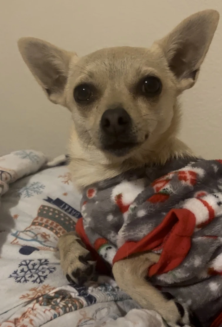 What do y'all think about dogs? | Fandom