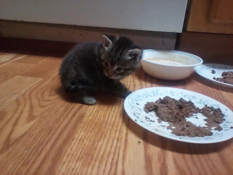 MY KITTIIEEEEESSSSSSSS | Fandom