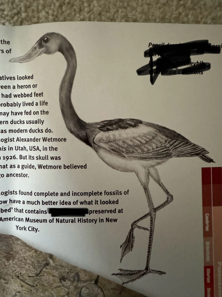 Dinopedia guesses the species of this ancient bird | Fandom