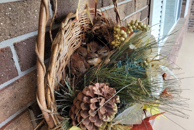 Chirp chirp | Fandom