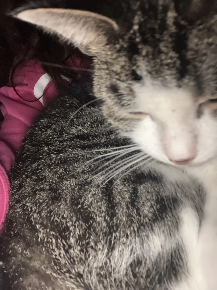 Hello I am cat | Fandom