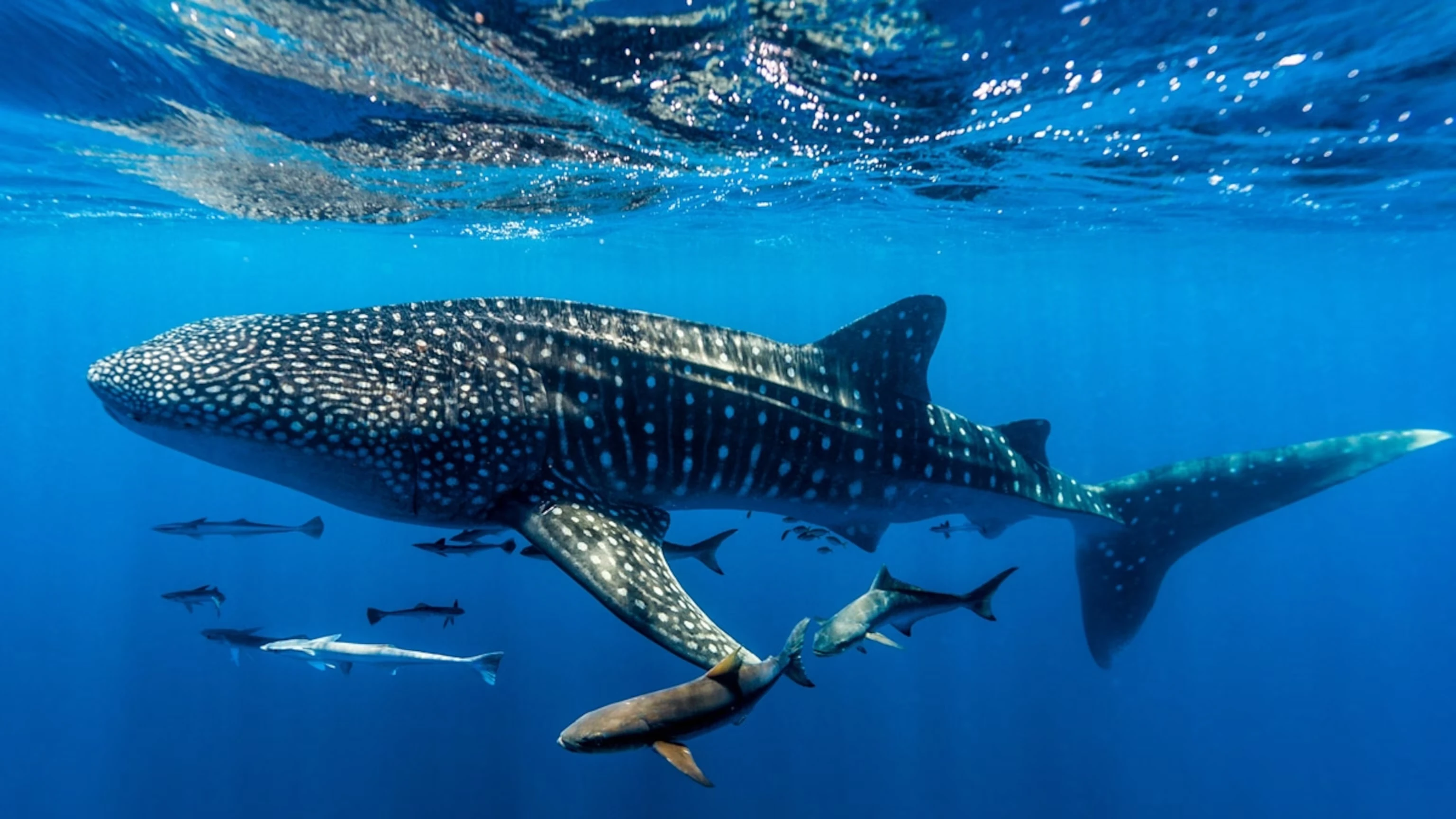 Weekly animal fact #1 : Whale Sharks | Fandom