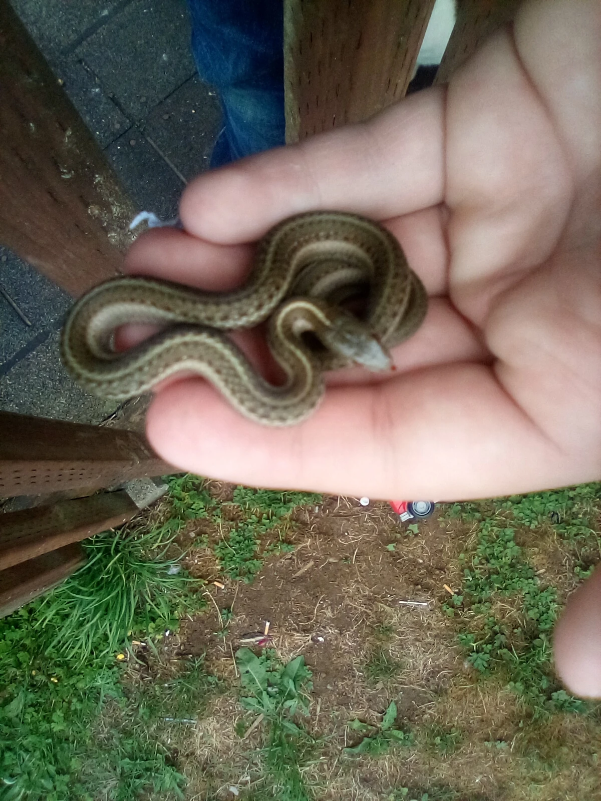 I caught a snek. | Fandom