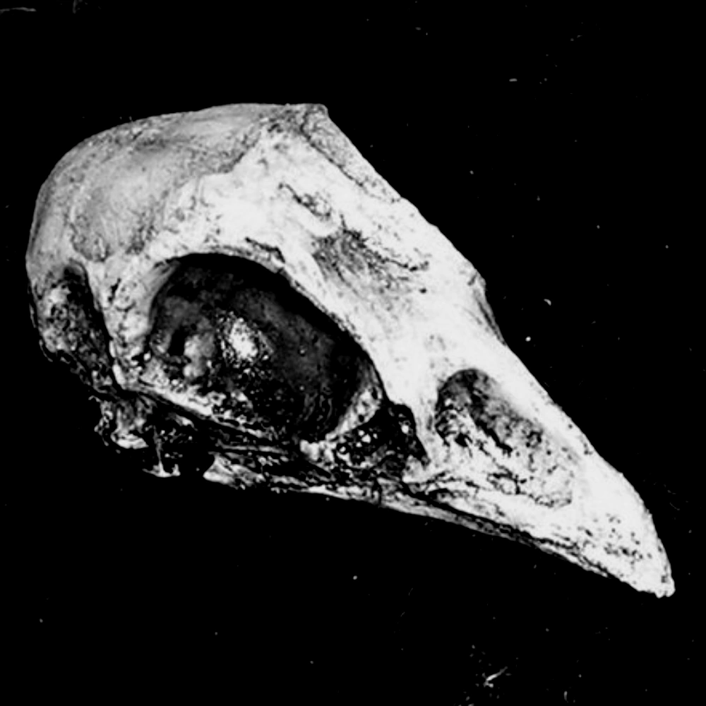 1666 replacement | Fandom