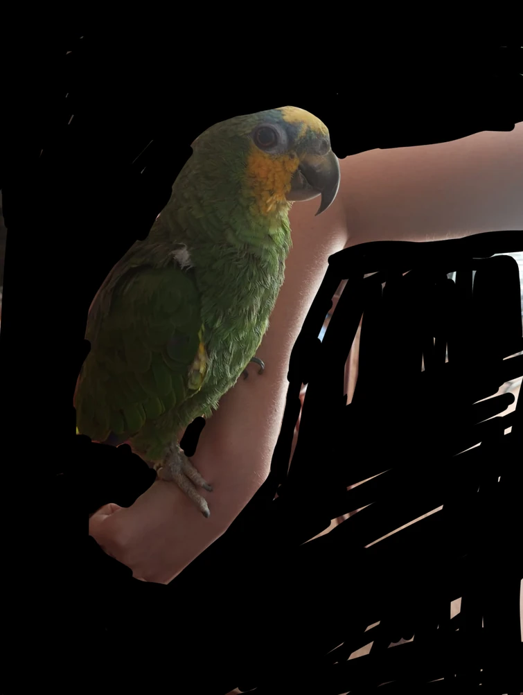Parrot | Fandom