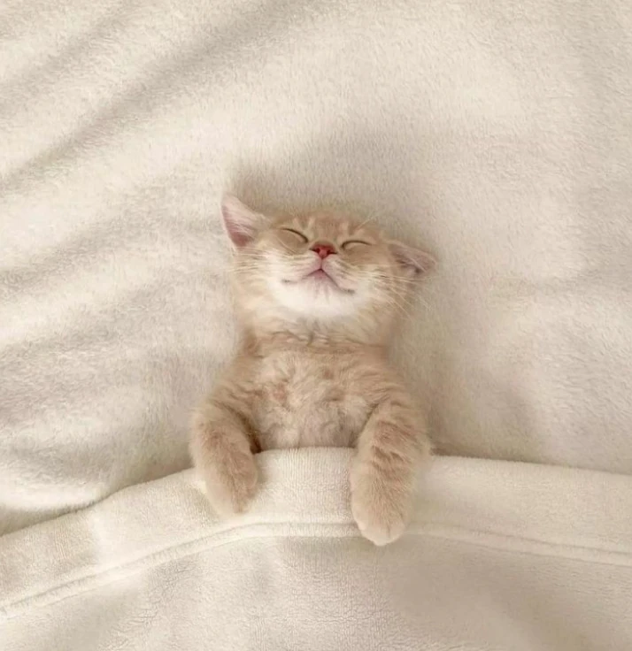 GN EVERYONE | Fandom