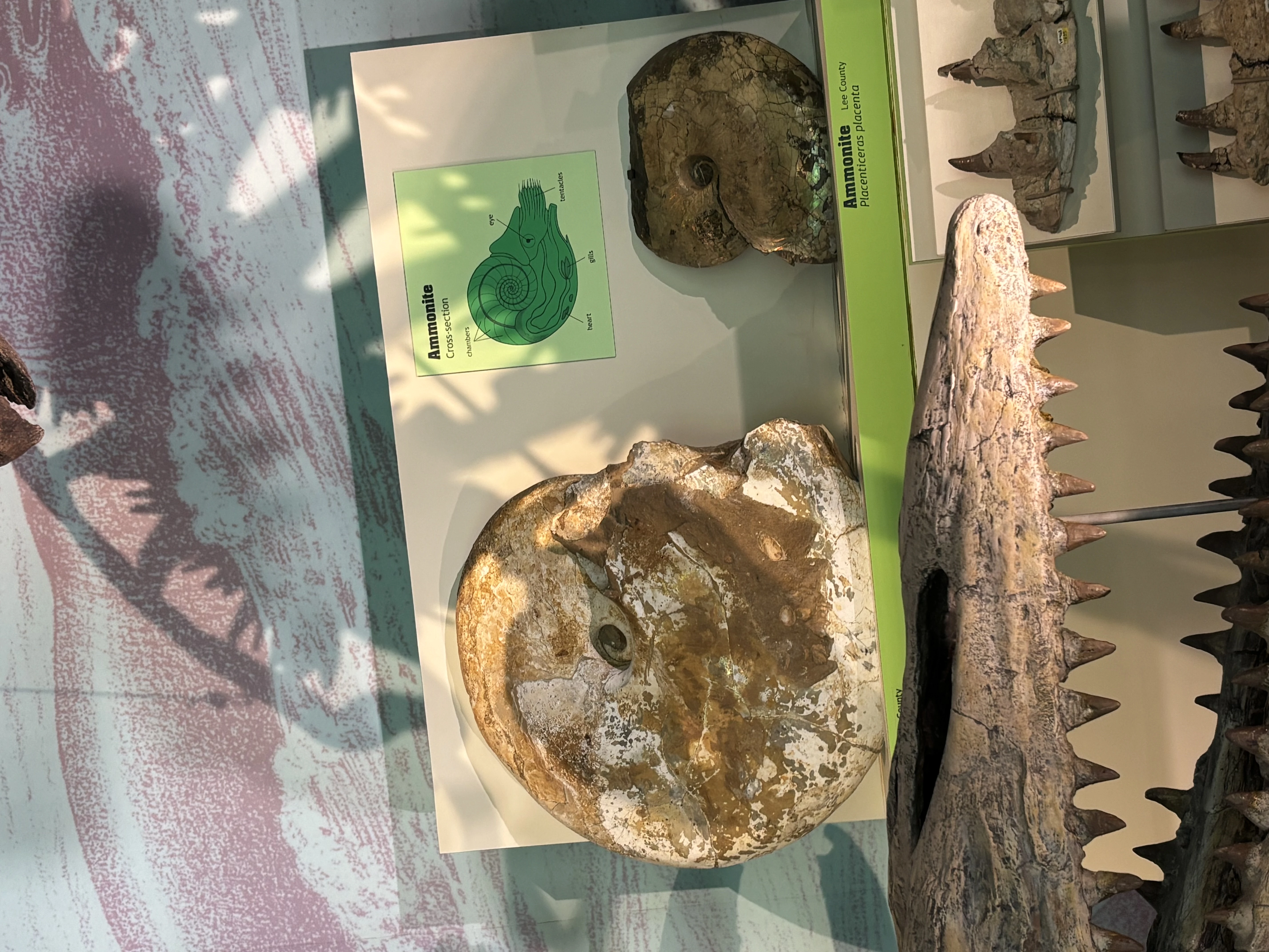 Yall I went to a museum I found shelly (and her friends) | Fandom