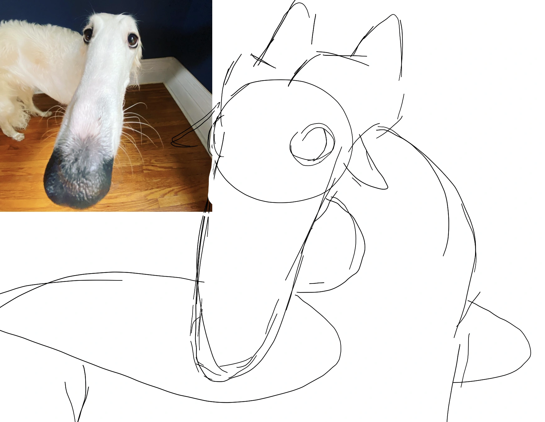 Borzoi derg base Wip | Fandom