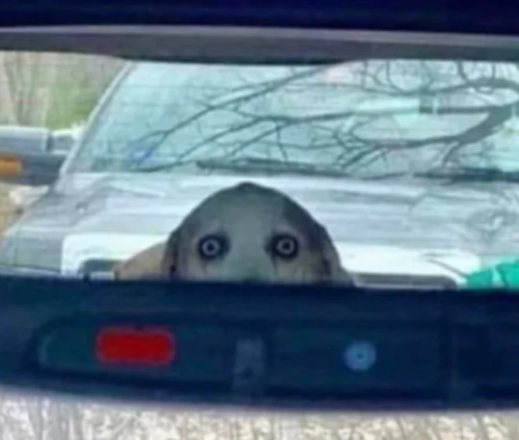 Yall heard about the ps4 fnaf 3 "bug"? | Fandom