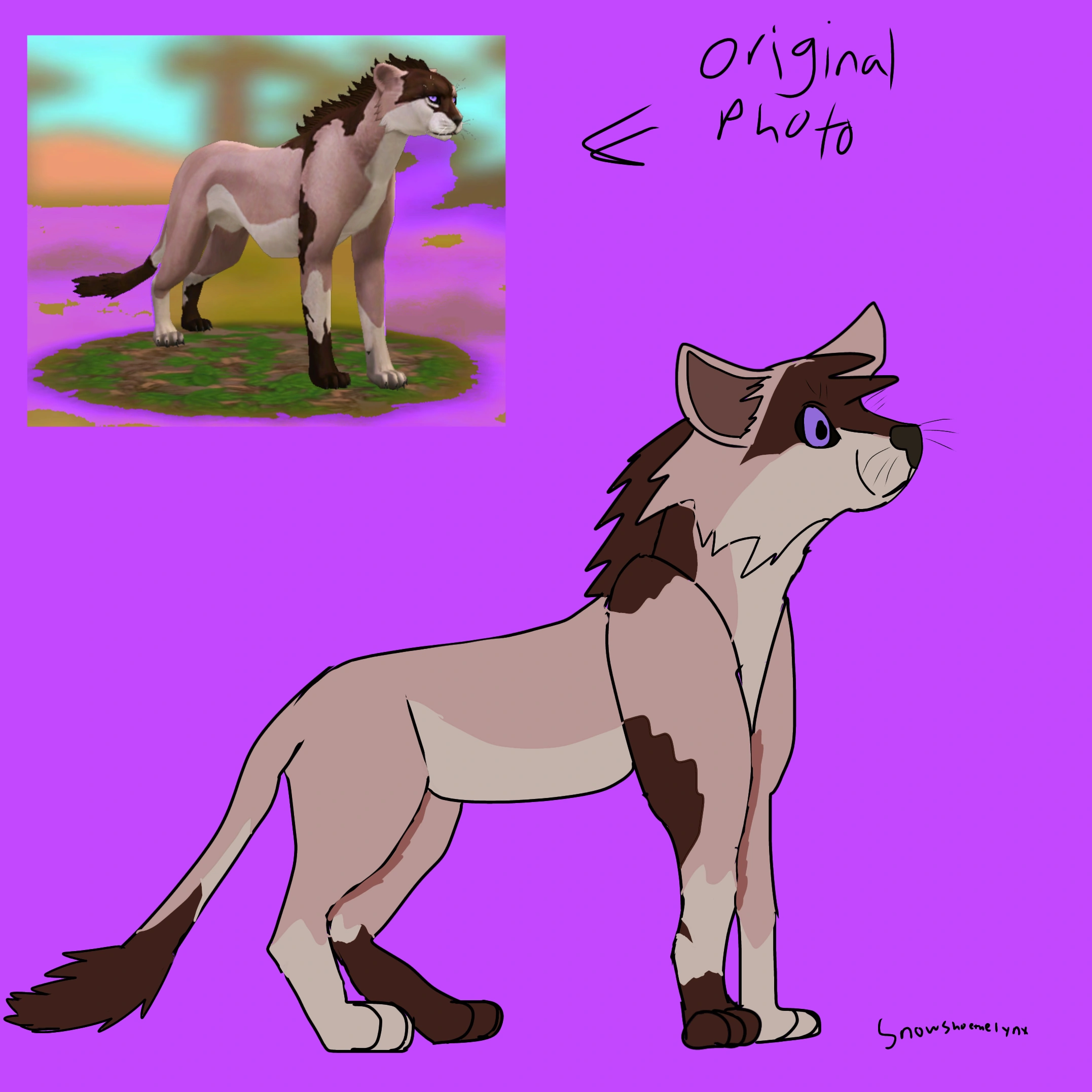 I did a drawing of a cheetah skin | Fandom
