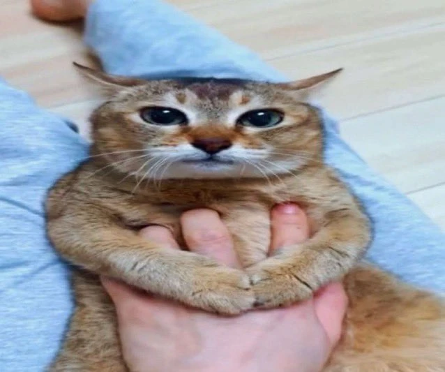 stupid rant that i feel like Some People On This Wiki need to read | Fandom