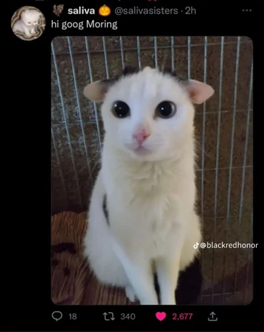 Discuss Everything About Battle Cats Wiki | Fandom