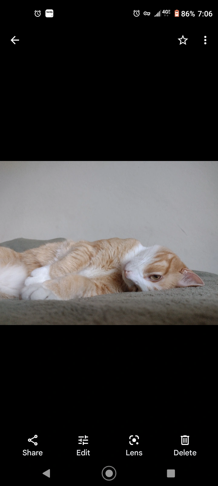 My cat, sans. | Fandom