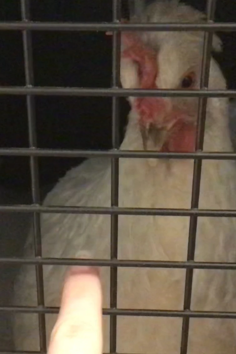 chicken in jail part 2 | Fandom