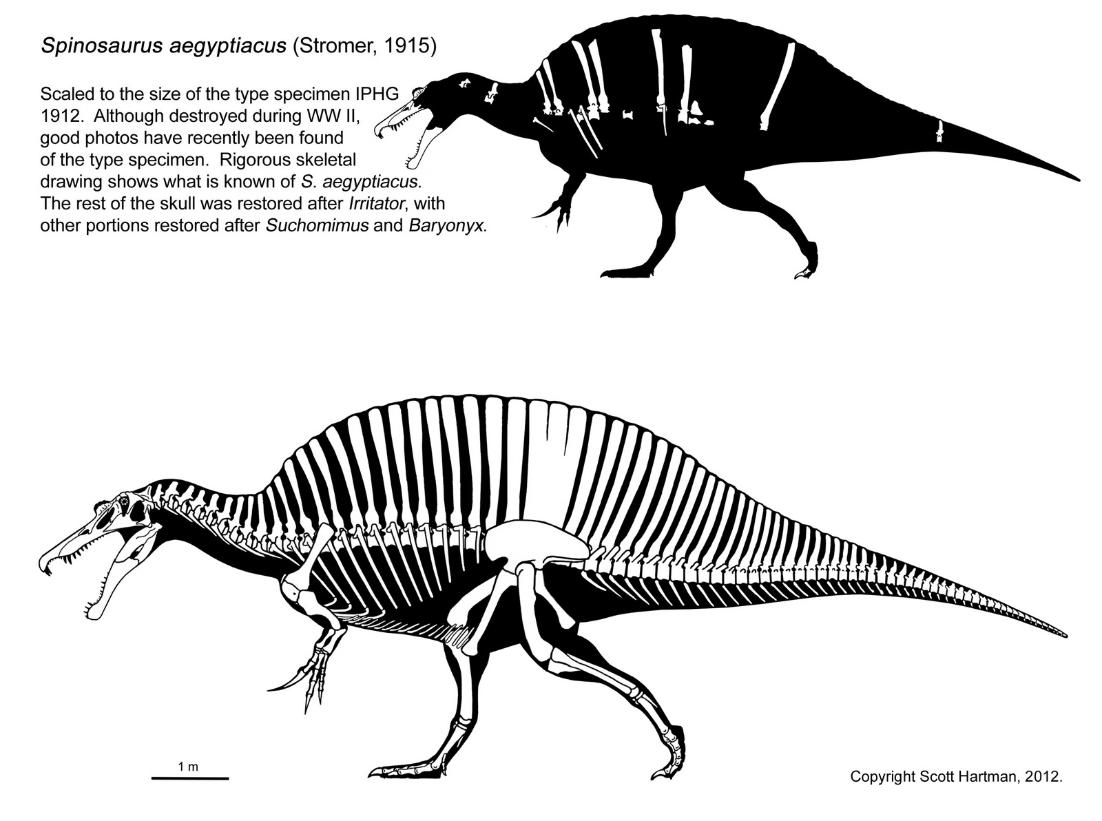 What's your favourite reconstruction of Spinosaurus? | Fandom