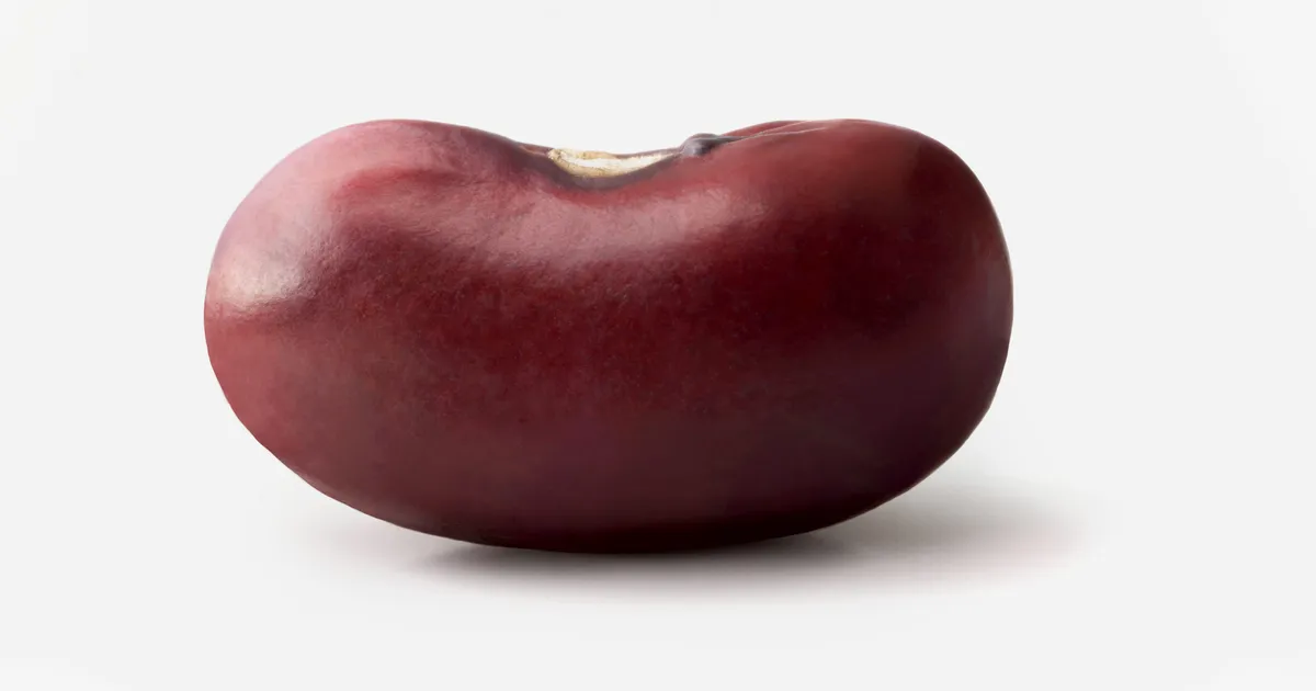 What would you do with this bean…? | Fandom