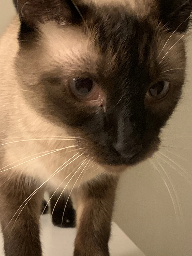 Rate the felinor. | Fandom