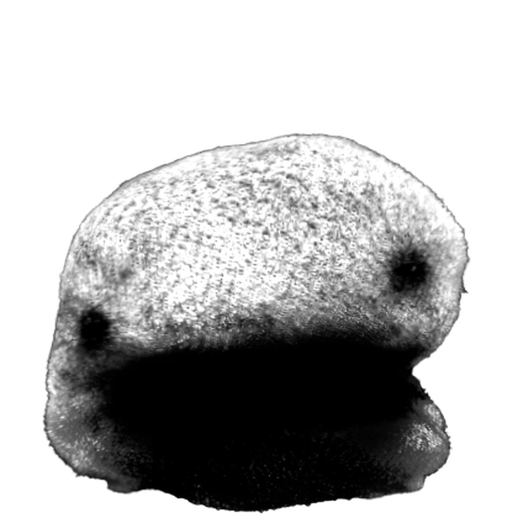 Cinco de whitey without the accessories | Fandom