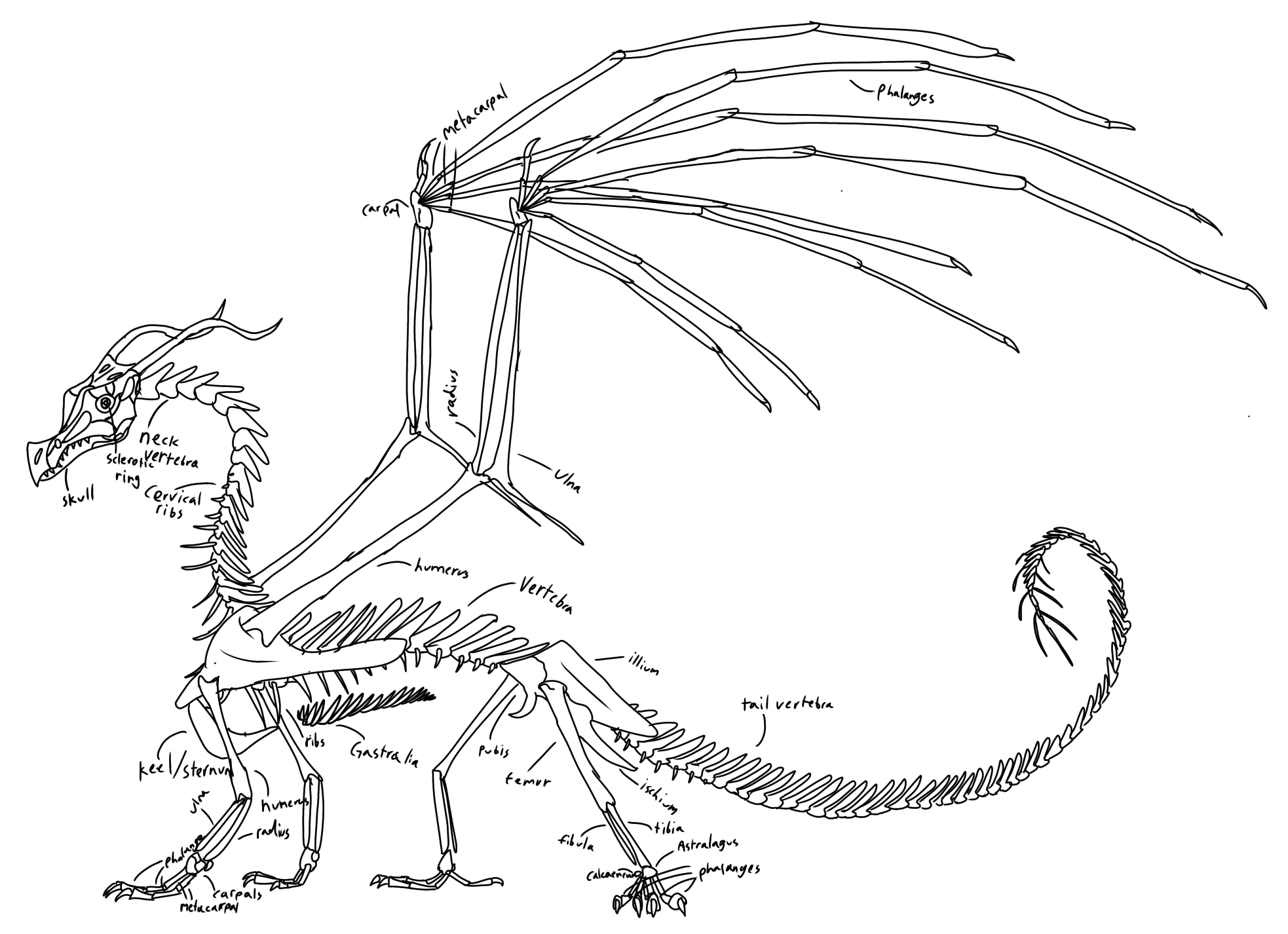 Updated LeafWing skeletal (+ labels!) | Fandom