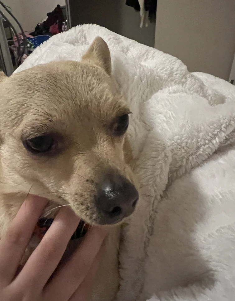 Do you guys wanna see a very good boi? | Fandom