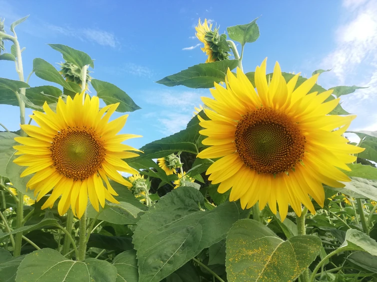 Funny or interesting illustrations August 4, 2023: Let's fun&read MANGAs and my summer travel ...