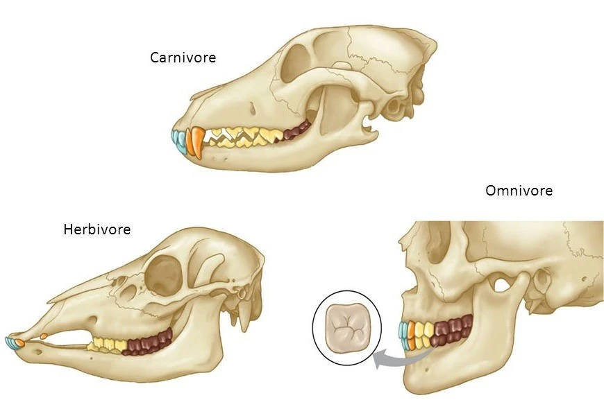 SPRUNKI TEETH HEADCANON!!! | Fandom