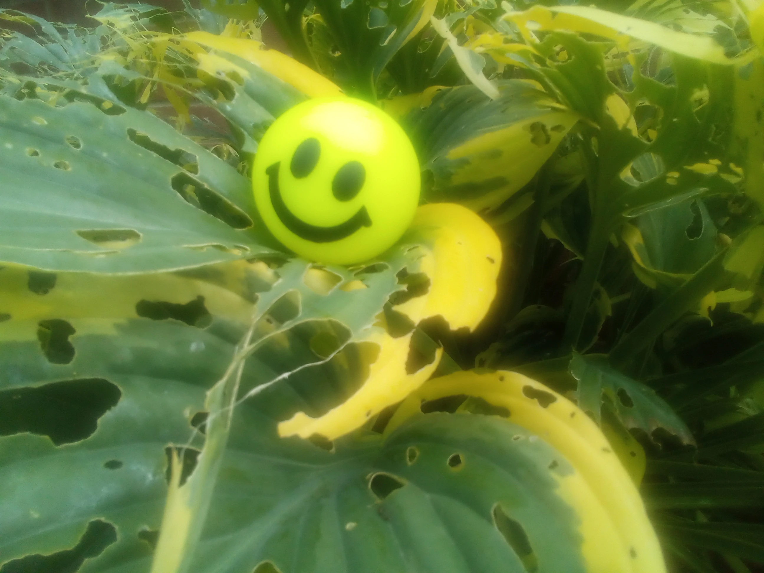 Enphoso wtf r u doing in my garden??? | Fandom