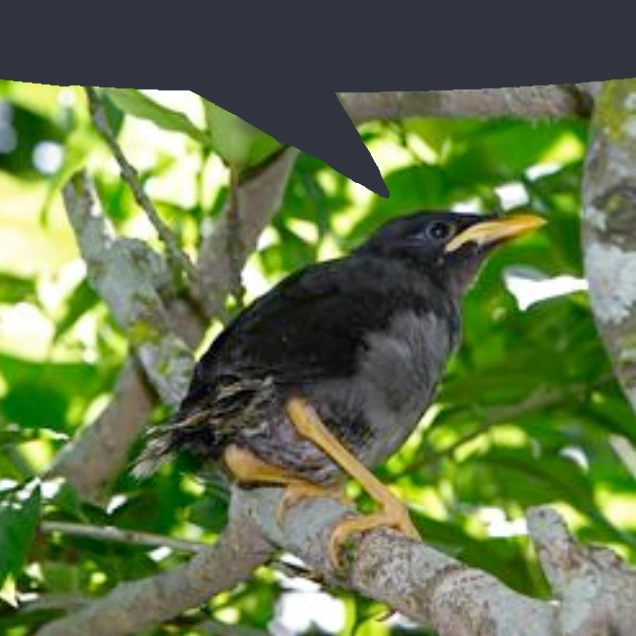 Discord speech bubbles | Fandom