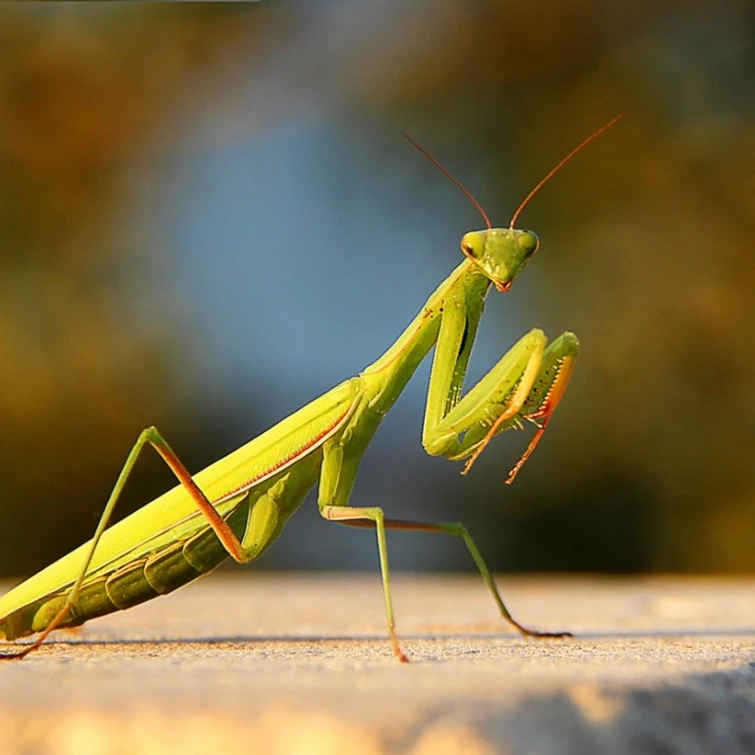 Who have praying mantis | Fandom