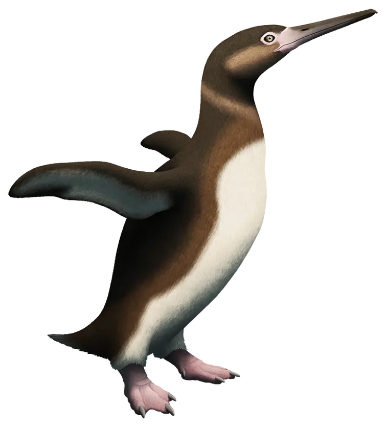 Next extinct bird prediction | Fandom