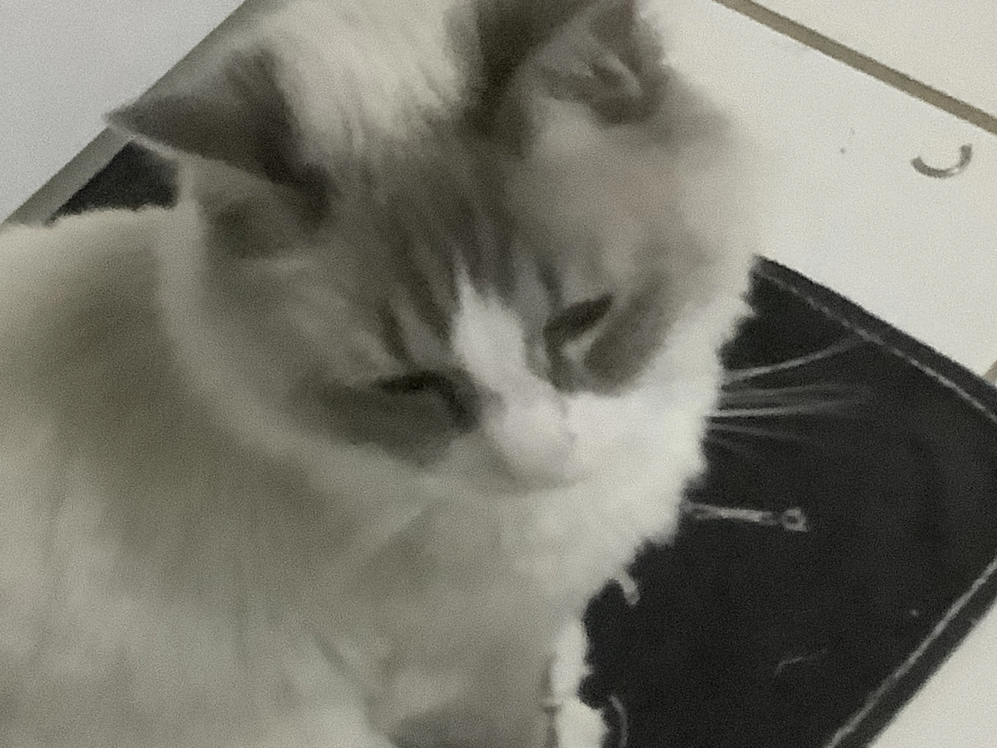 Daily Cat Image #525 | Fandom