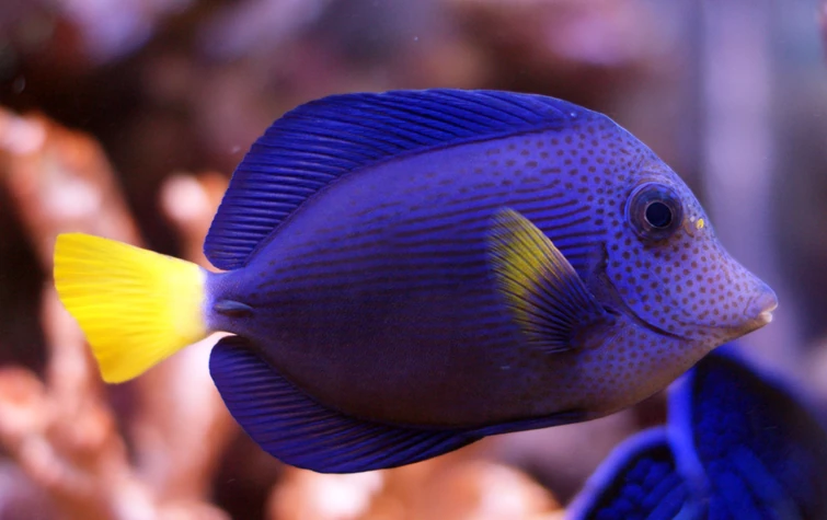Blitzercup and Fish-smart Dominic in real life | Fandom
