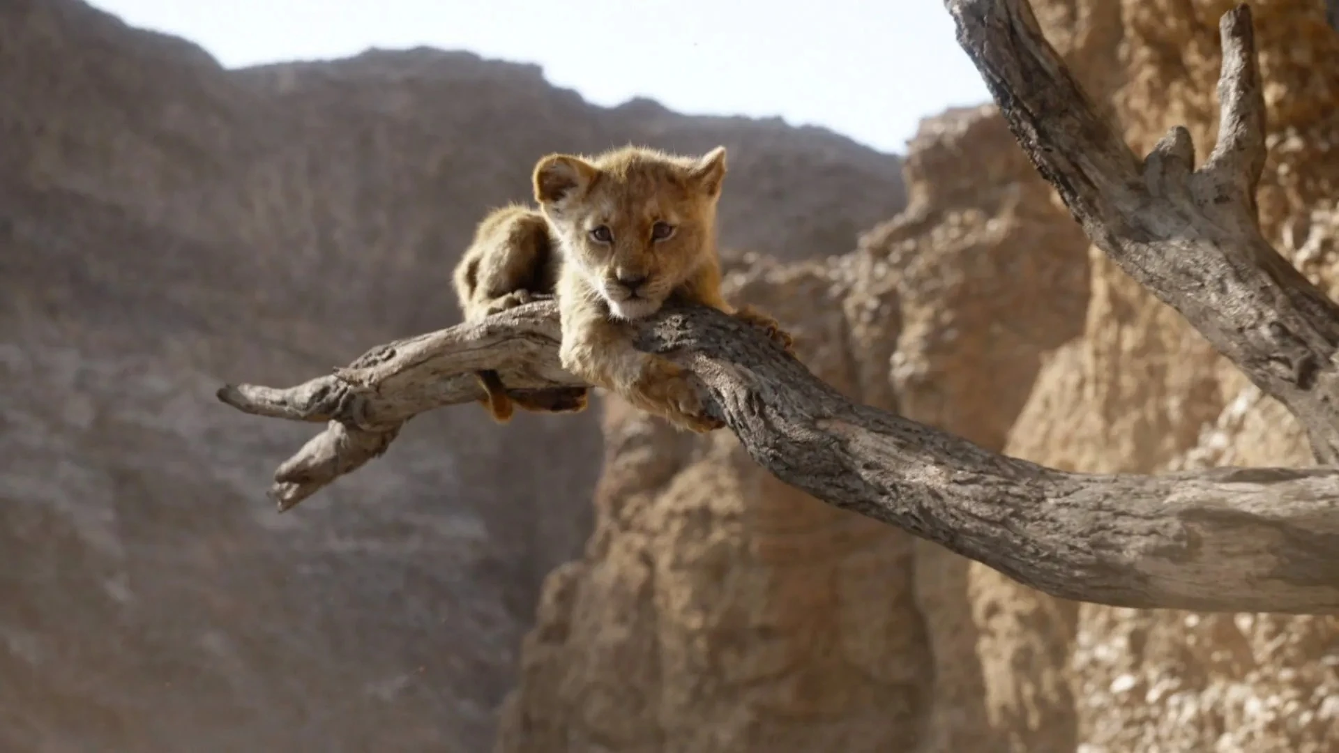 Look closely at Simba's tail in this 2019 picture: | Fandom