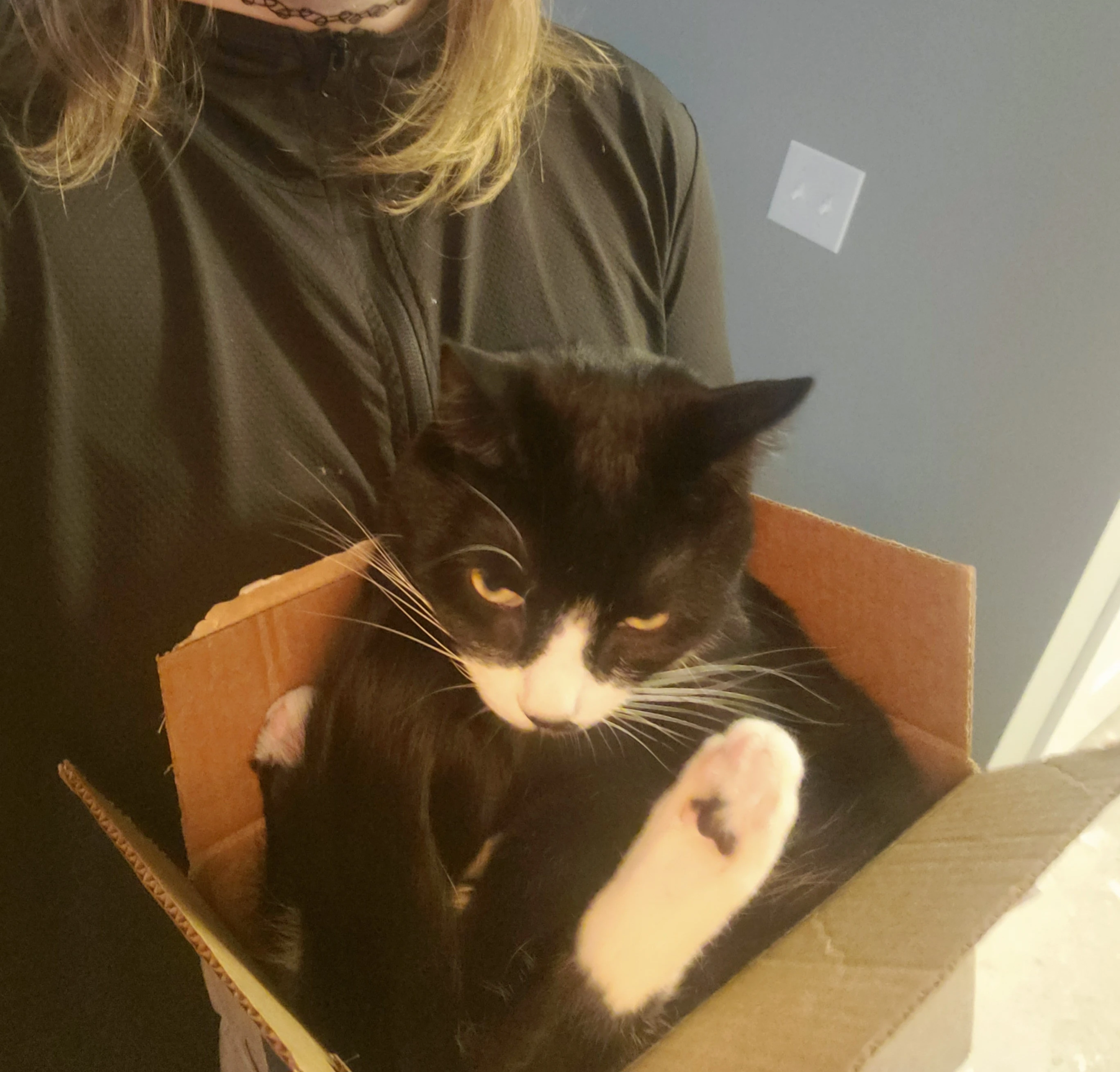Kitty in a box | Fandom