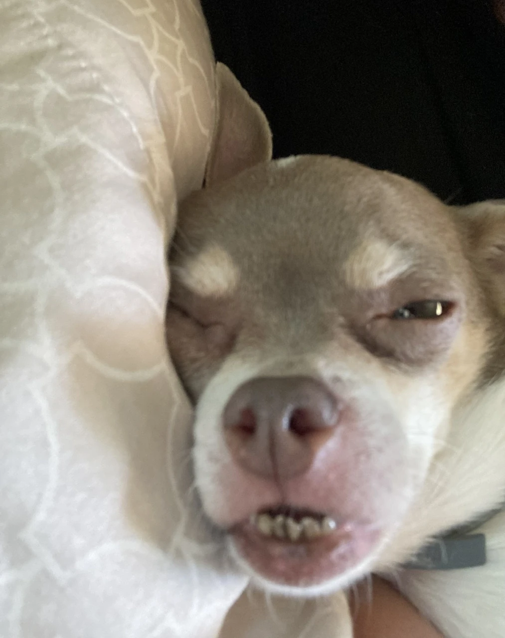 Pfffff 😭 | Fandom