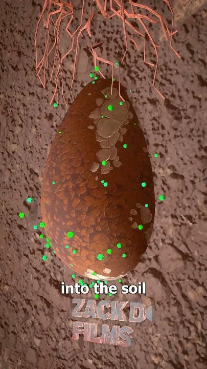 How I believe Feebee was buried. | Fandom